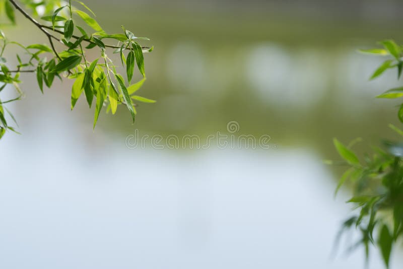 Fresh Willow Leaves Background with Copy Space Stock Image - Image of ...