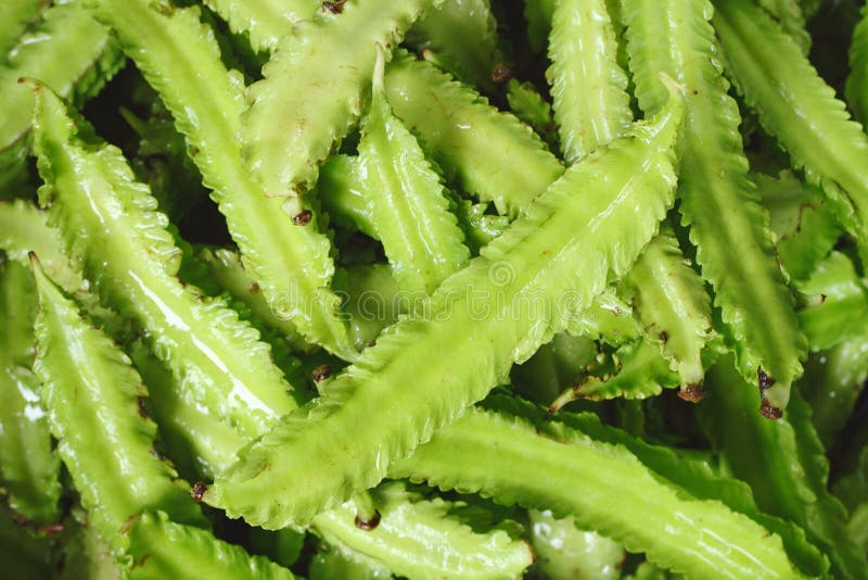 Fresh Winged beans stock photo. Image of four, organic - 79349602