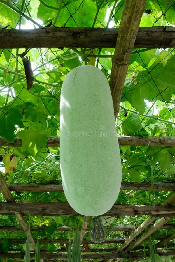 Winter Melon (white Gourd) Flower Stock Photo - Image of gourd, color ...