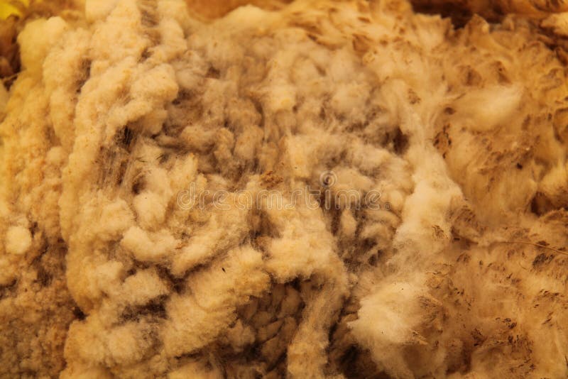 Fresh Wool Fleece. stock photo. Image of spin, farm - 256822656