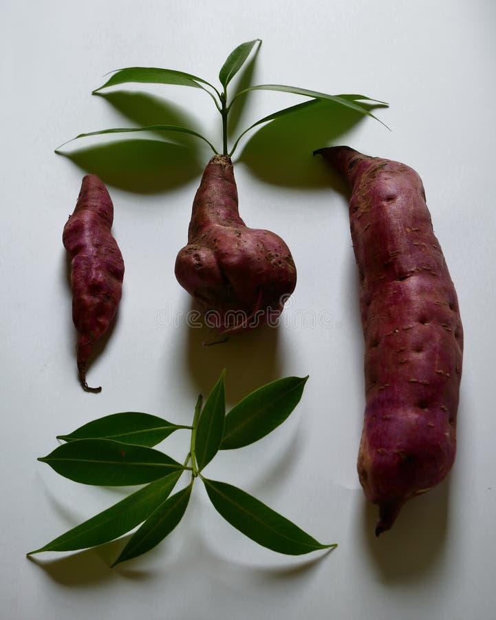 Pink Yams in thailand. stock image. Image of nutrition - 16773055