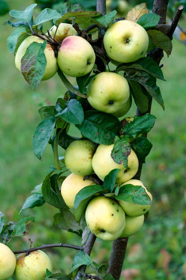 Fresh Yellow Apples on the Branches in the Garden. Stock Photo - Image ...