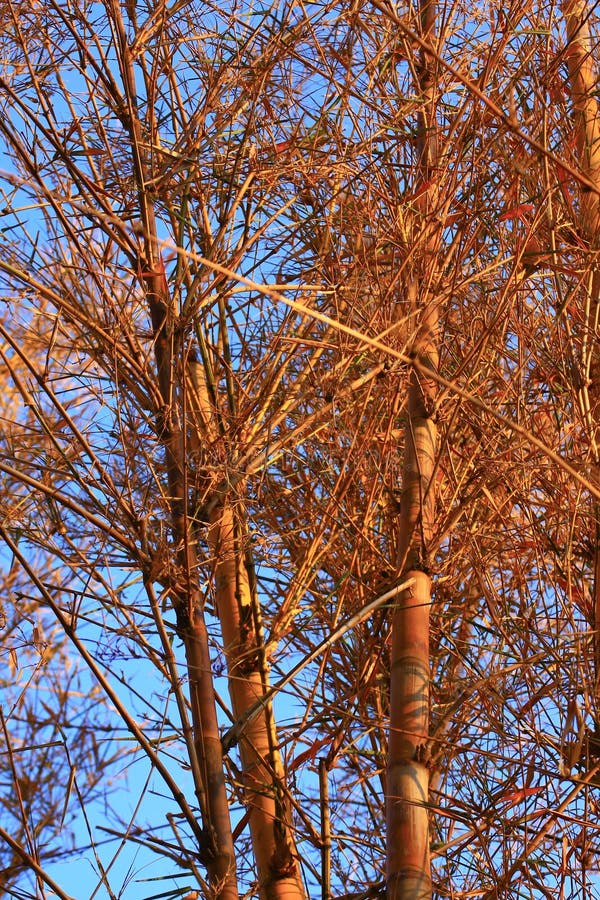 Yellow 2009 Camaro stock photo. Image of glossy, american - 7133156
