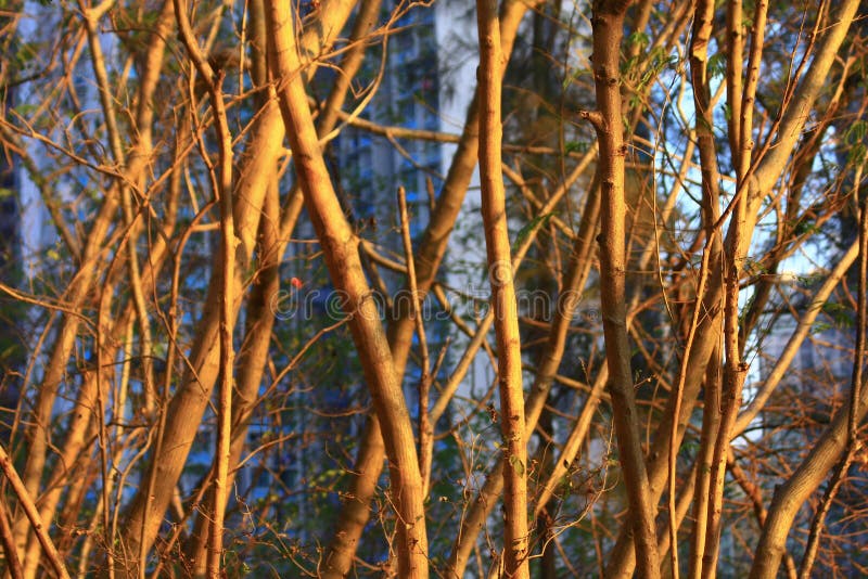 Fresh Yellow Bamboo Stalks Tree 17 Jan 2009 Stock Photo - Image of ...