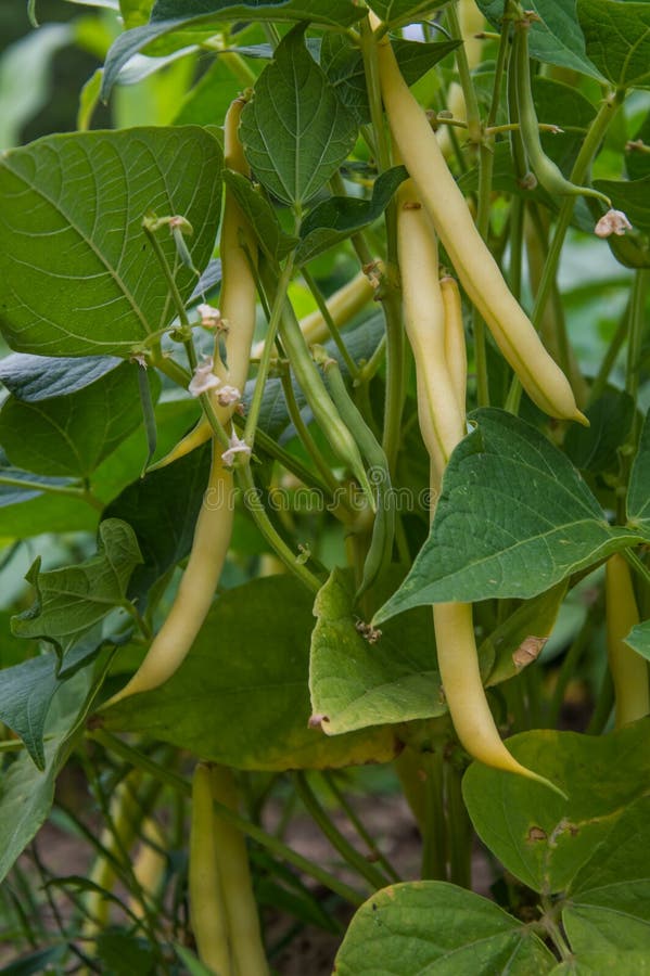 Beanstalk`s seeds stock photo. Image of closeup, plantation - 103587812