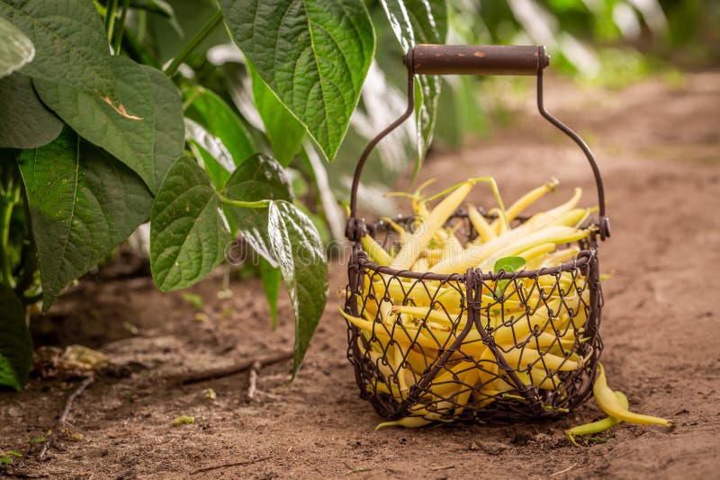 Fresh Yellow Beans in a Small Greenhouse Stock Photo - Image of bean ...