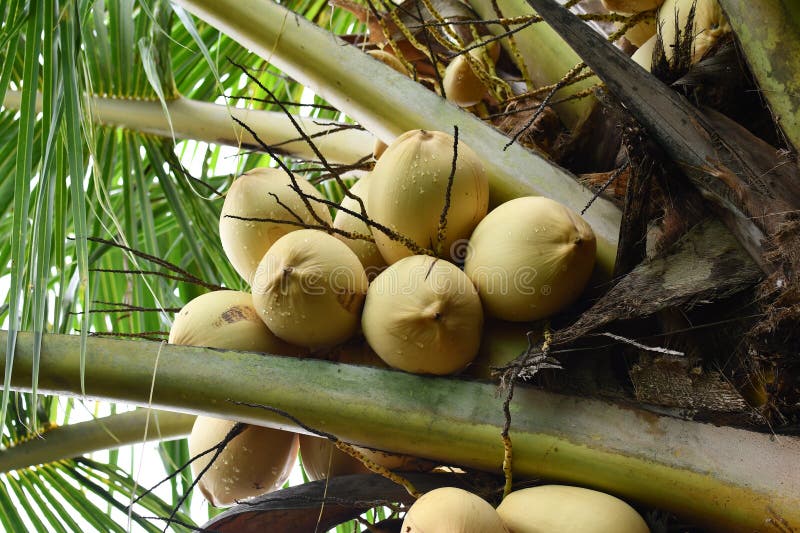 Fresh Yellow Coconut on the Tree Stock Image - Image of flower, fresh ...