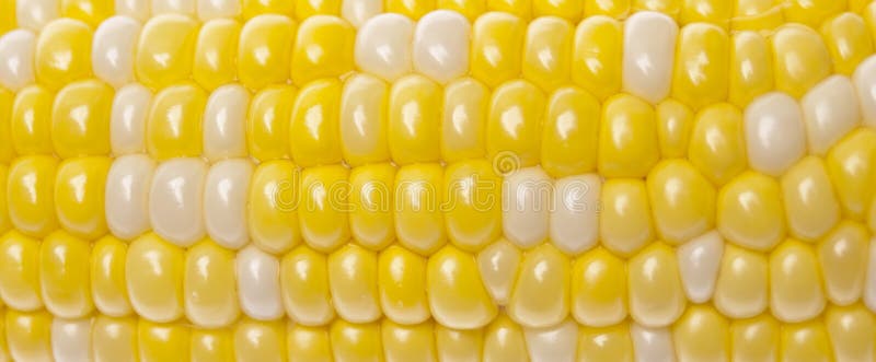 Fresh Yellow Corn stock photo. Image of yellow, fresh - 15433994