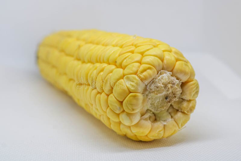 Fresh Yellow Corn and Freshly Harvested on a White Background Stock ...