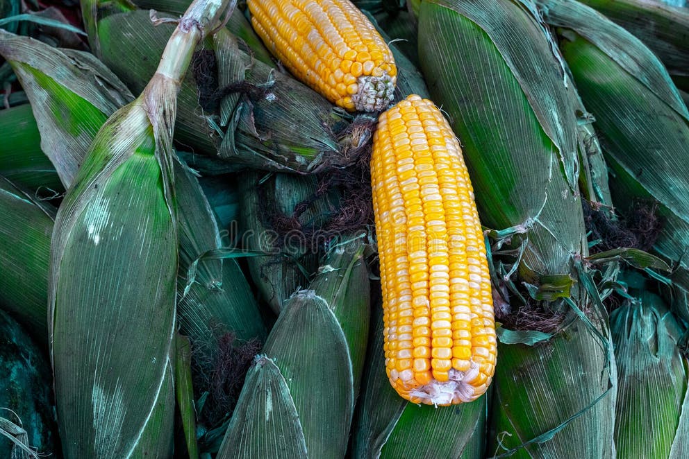 Fresh Yellow Corn on Green Husks Stock Image - Image of cooking, husk ...