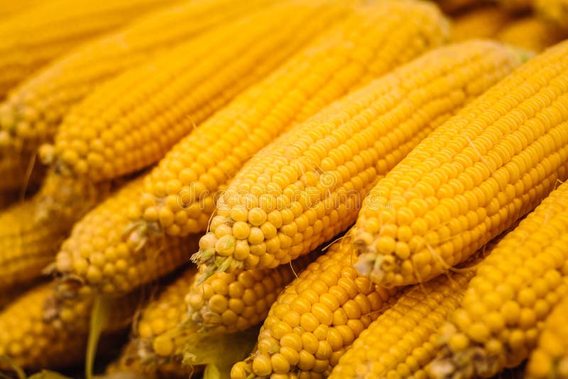 Fresh Yellow Corn Vegetable Stock Image - Image of closeup, fresh: 35876689