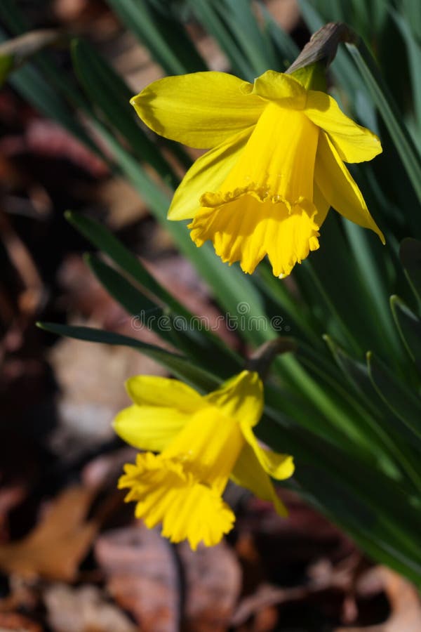 Yellow daffodil stock photo. Image of daffodil, botanical - 685036