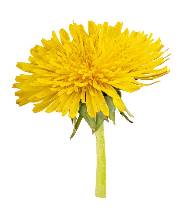 Fresh Yellow Dandelion Isolated on White Background Stock Image - Image ...