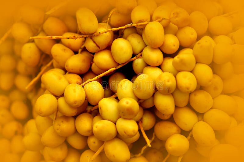 Fresh yellow dates growing stock photo. Image of bunch - 76652666