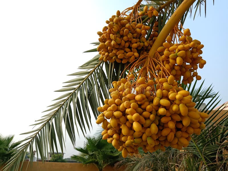 Fresh Yellow Dates Hanging with Branches in the Garden. Stock Photo ...