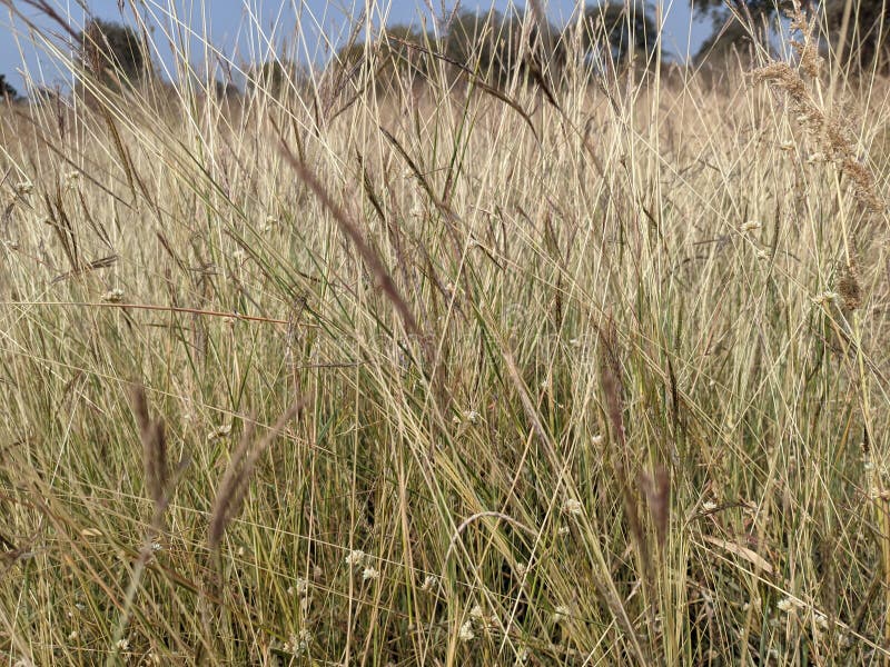 Fresh Yellow Golden Colour Grass Stock Image - Image of marsh, wide ...