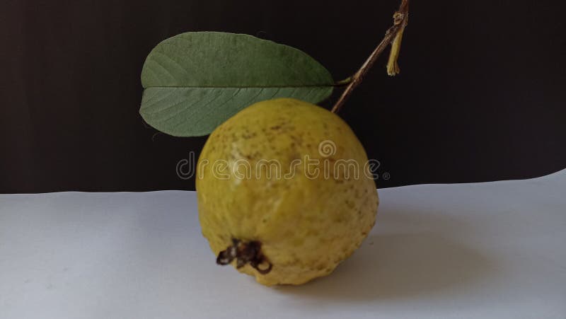 Fresh Yellow Guava Fruit Ripens on the Tree Stock Photo - Image of ...