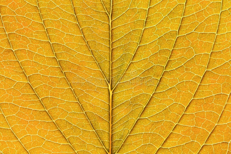 Fresh Yellow Leaf Texture Macro Close-up by Fall. Stock Photo - Image ...