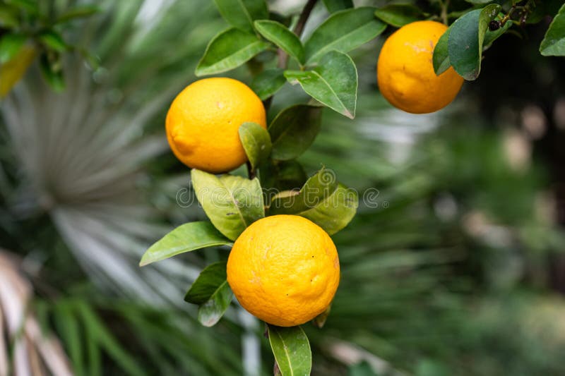Fresh Yellow Lemon or Citrus Limon on a Tree in Palermo, Italy Stock ...