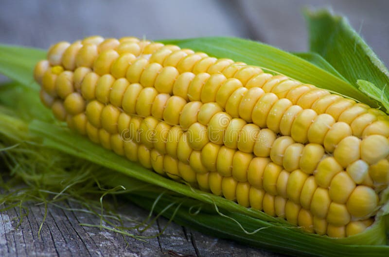 Fresh yellow maize ready stock image. Image of bright - 78093225