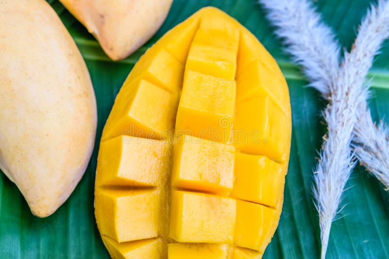 Fresh yellow mango stock image. Image of dessert, closeup - 92171901