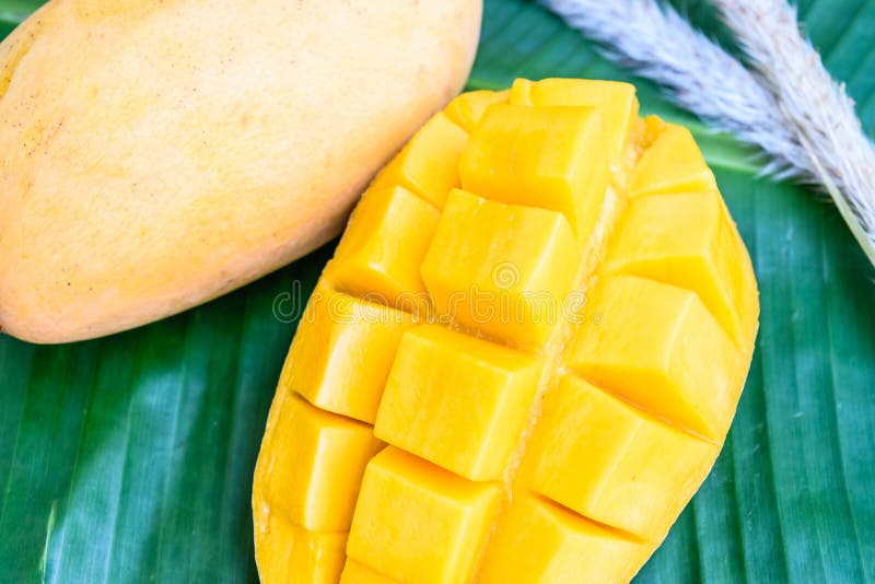 Fresh yellow mango stock photo. Image of delicious, nature - 92171948