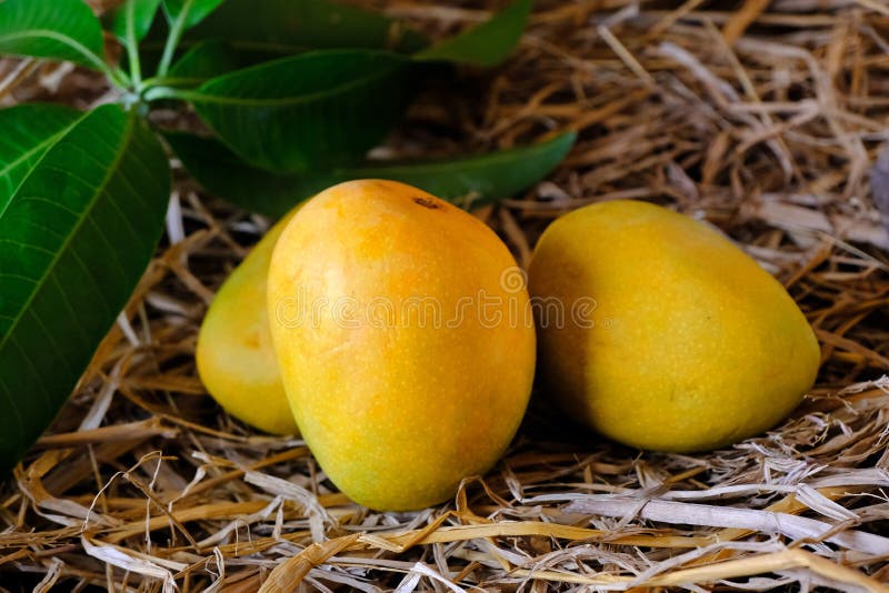 Fresh Yellow Mango with Leaves, Harvest from Farm Stock Image - Image ...