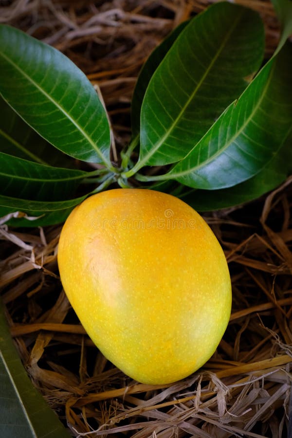Fresh Yellow Mango with Leaves, Harvest from Farm Stock Image - Image ...