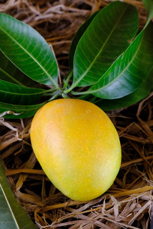 Fresh Yellow Mango with Leaves, Harvest from Farm Stock Photo - Image ...
