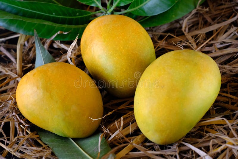 Fresh Yellow Mango with Leaves, Harvest from Farm Stock Photo - Image ...