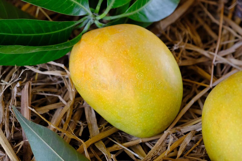 Fresh Yellow Mango with Leaves, Harvest from Farm Stock Photo - Image ...