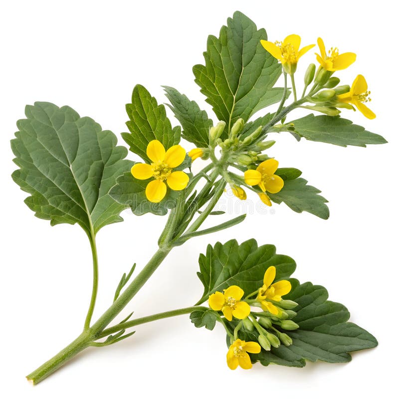 Fresh Yellow Mustard Flower Branch Stock Illustration - Illustration of ...