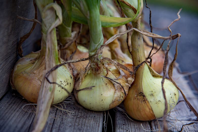 Fresh Yellow Onions with Tops Still on Stock Photo - Image of farm ...