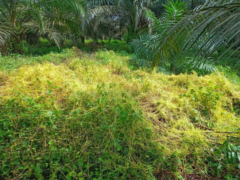 Fresh Yellow Princess Rope Plant Stock Photo - Image of yellow, fresh ...