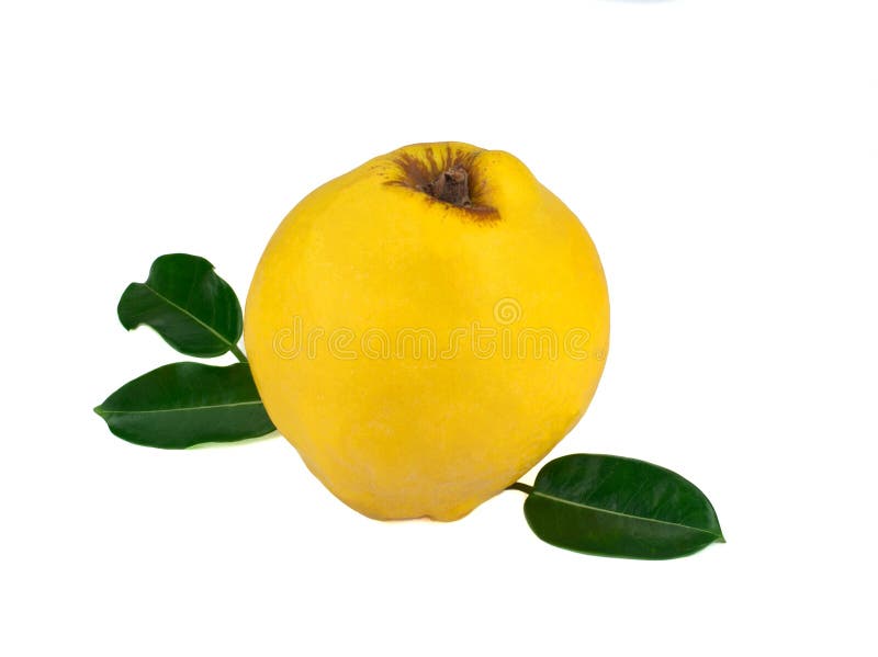 Fresh Yellow Quince Isolated on White Background Stock Image - Image of ...