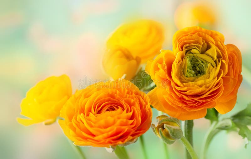 Fresh ranunculus stock photo. Image of present, beauty - 72108012