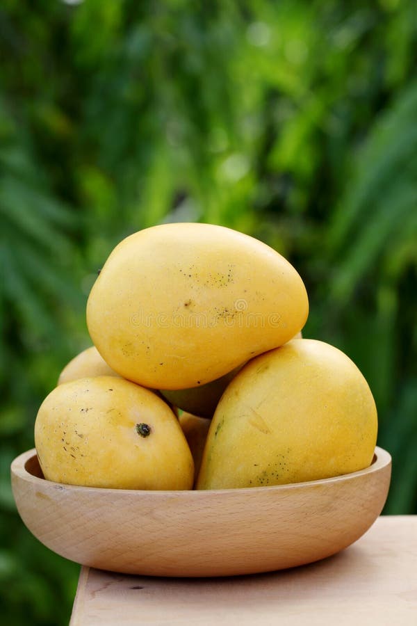 Fresh Yellow Ripe Mangoes Against Green Stock Photo - Image of natural ...