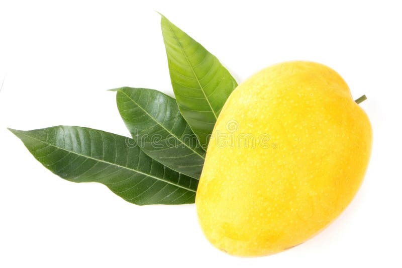Fresh Yellow Ripen Mango with Leaf Isolated Stock Photo - Image of ...