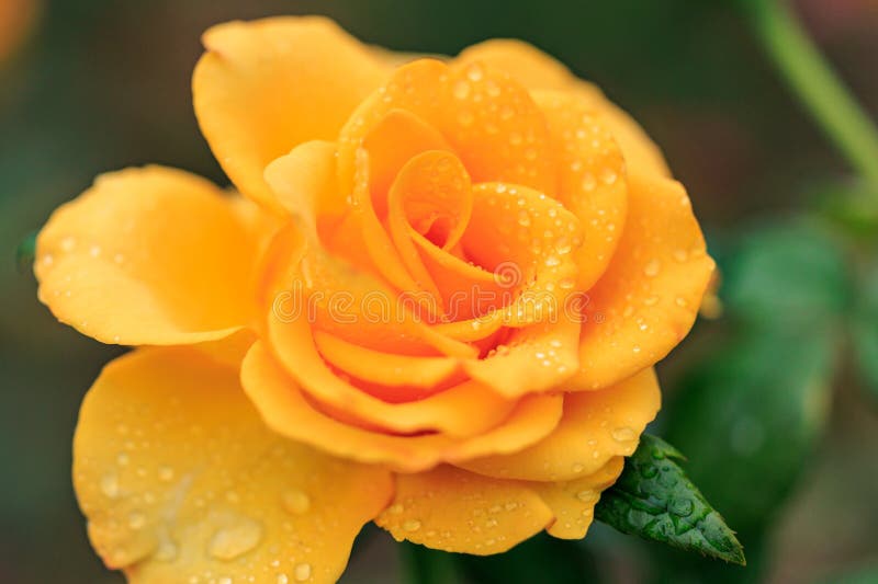 Fresh Yellow Rose Bloom Dew Drops Garden Setting Stock Photos - Free ...