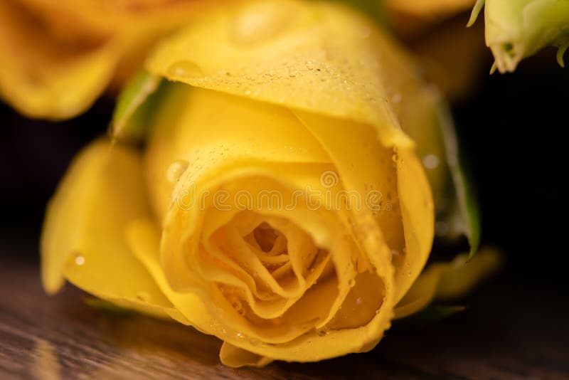 Yellow Rose with Water Drops Stock Image - Image of fresh, gift: 186960153
