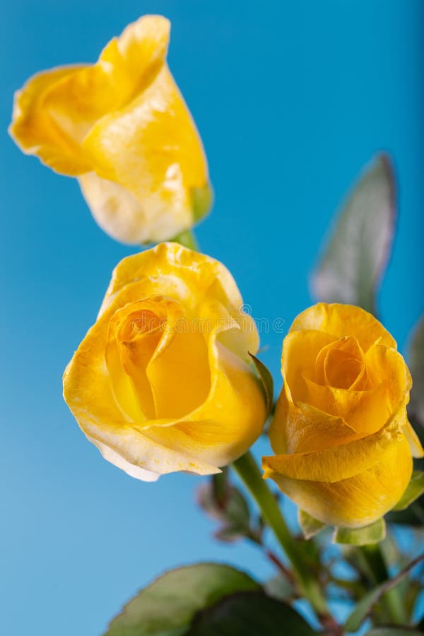 Fresh Yellow Roses on Blue Background. Stock Image - Image of bright ...