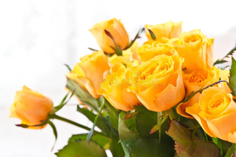 Fresh yellow roses stock photo. Image of easter, birthday - 47773916