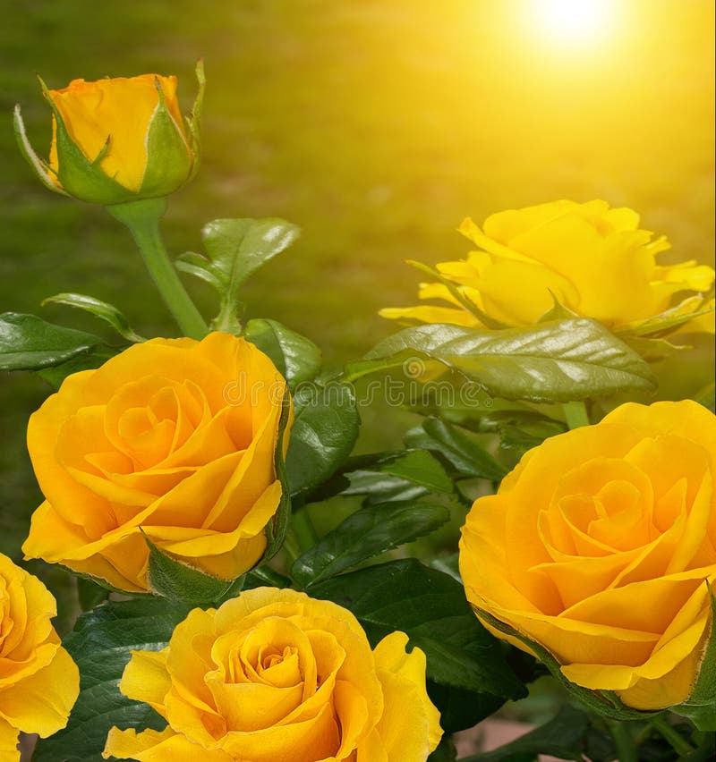 Fresh Yellow Roses in Sunny Garden Stock Image - Image of natural, leaf ...