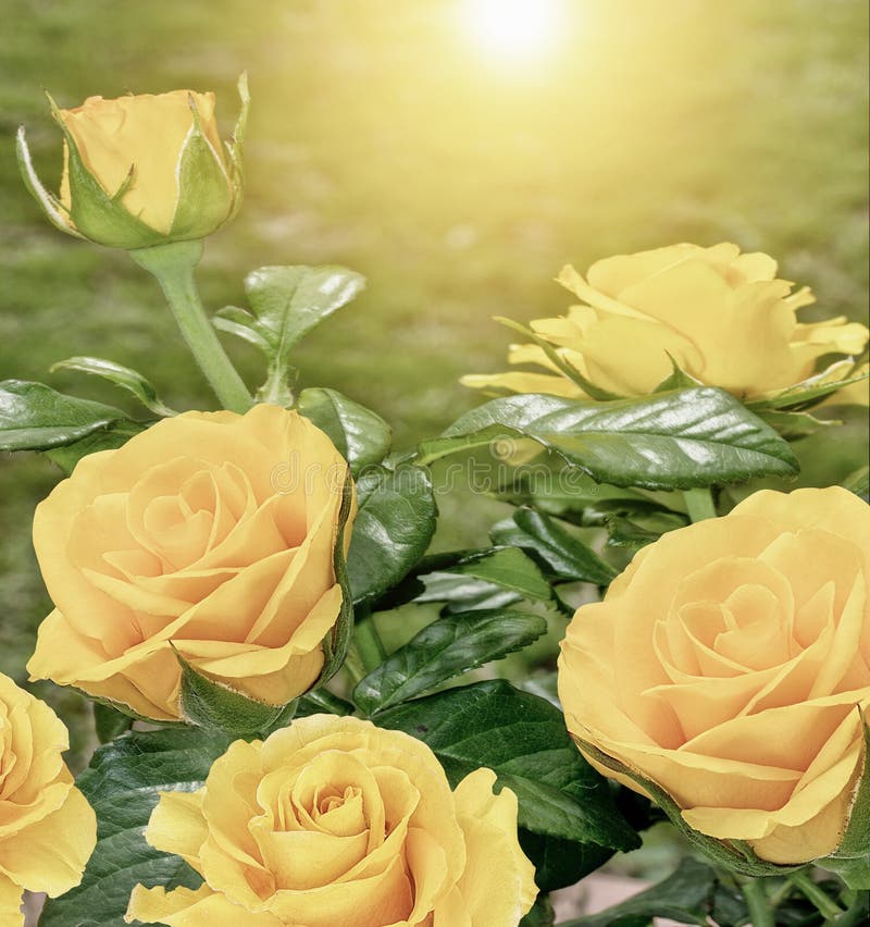 Yellow Roses Isolated on White Stock Photo - Image of natural, macro ...