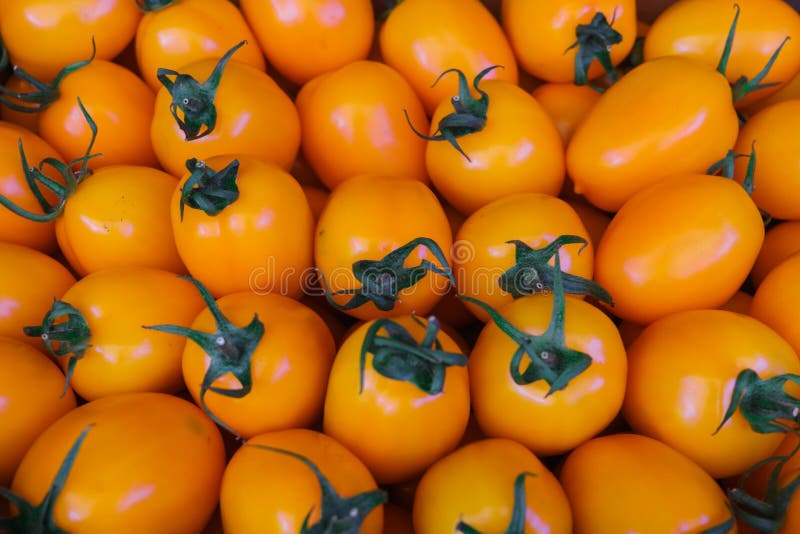 Yellow Tomatoes on Branches in a Greenhouse. Last Harvest in Autumn ...