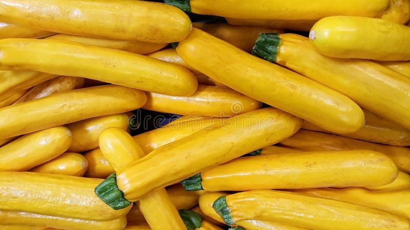 Fresh Yellow Squash stock image. Image of fresh, agriculture - 93807055