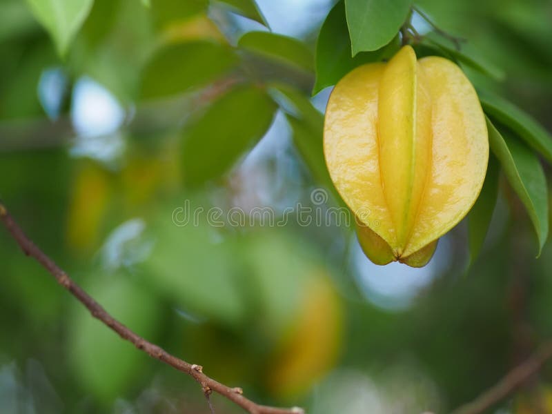Yellow Starfruit on the Tree Stock Image - Image of garden, starfruit ...