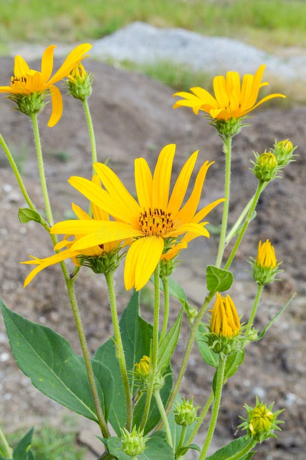 Yellow Sunchoke Flower in Garden Stock Photo - Image of herb, jerusalem ...