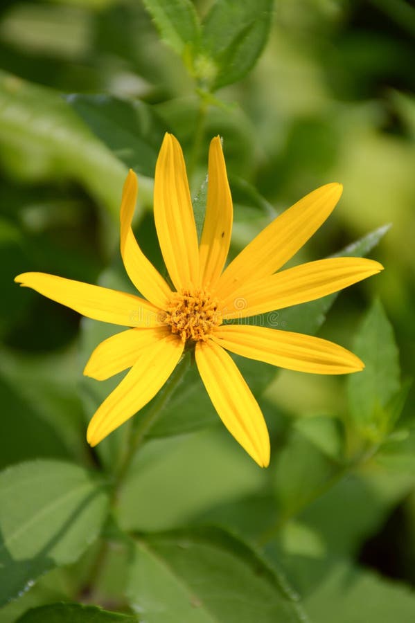 Yellow Sunchoke Flower in Garden Stock Photo - Image of yellow, blossom ...