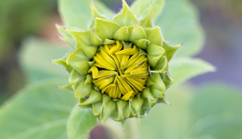 Fresh yellow Sunflower bud stock image. Image of flowers - 232740759